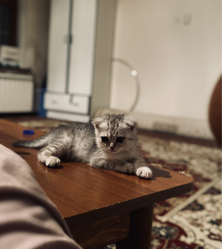 Котенок мальчик/Огил бола мушукча