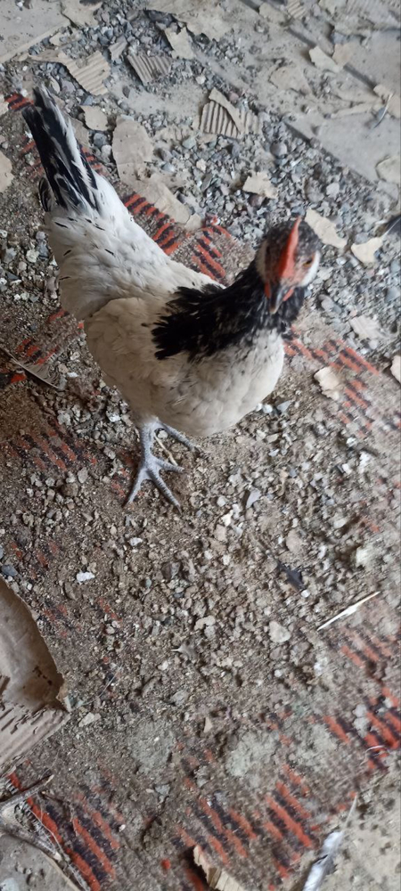 Dekaratini jojala 1ta horoz 1ta tovu sotiladi