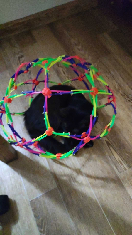 Котенок девочка красивая