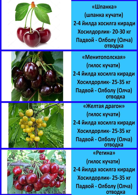 Саженцы все виды, в хороших ценах.