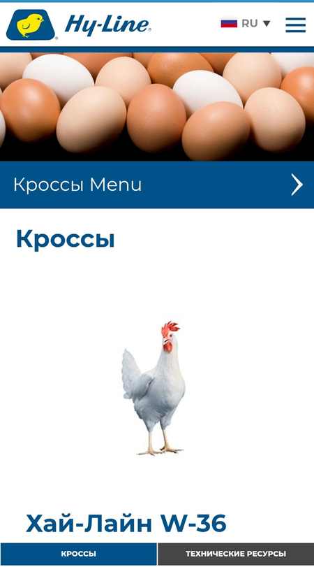 Цыплята кур несушек Хай Лайн. Жужалар тухум йуналишида. Jojalar.