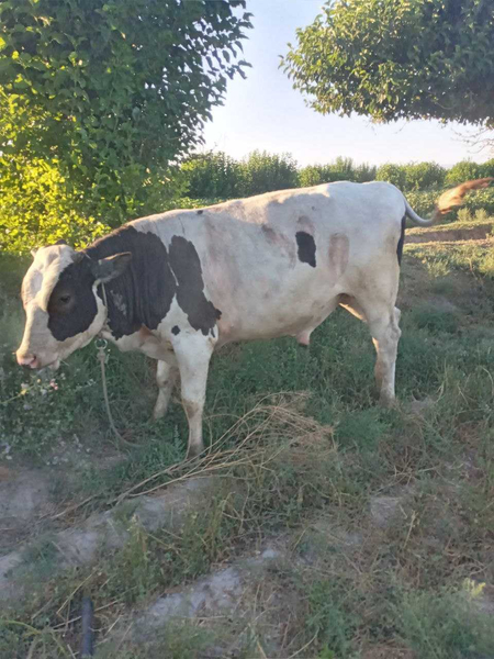 Buqalar (буқа, бык.) sotiladi. Sifatli go'sht va yuqori naslchilikka.