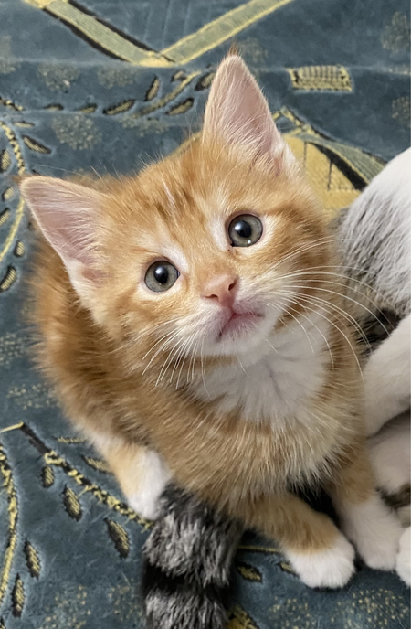 Котик около двух месяцев