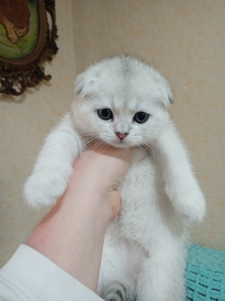 Продаются котята