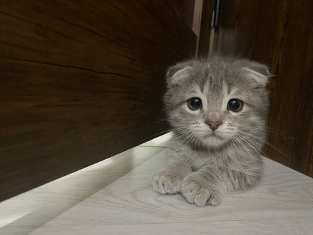Скоттиш фолд 2,5 месяца