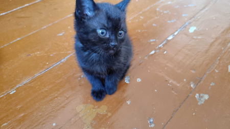 Отдадим котят домашние тигры)