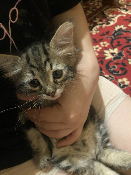 Котенок 3 месяца девочка