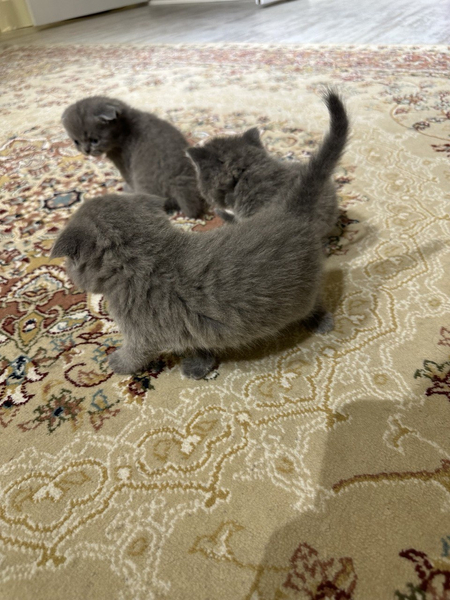 Продаётся  девочка скотиш фолд