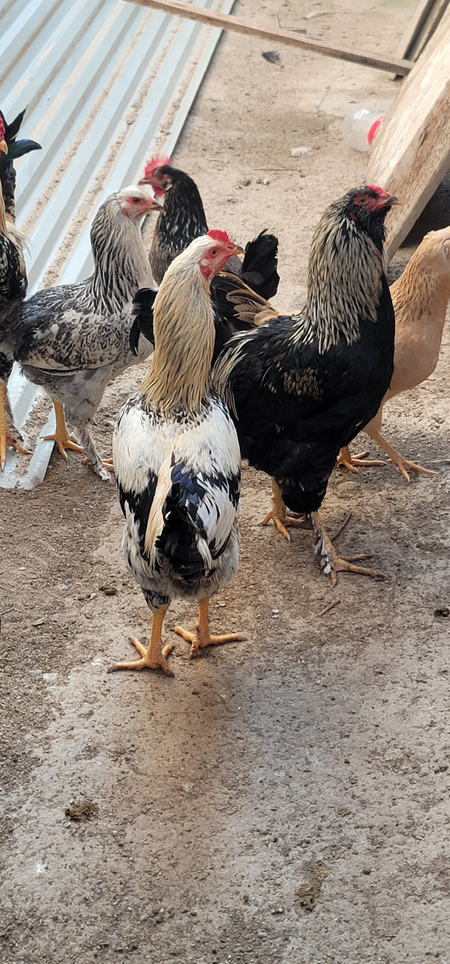 Xuruzlar sotiladi soglom
