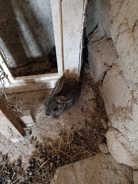 Quyon bolalari bilan sotaman srochniy