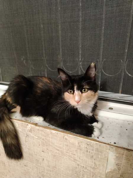 Котенок Девочка отдаётся в добрые руки!