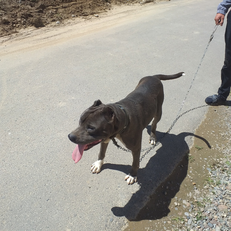 Kuchu pitbul soglom