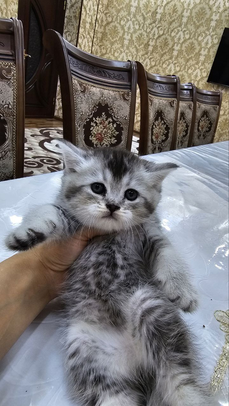 Serebrstiy shinshila toza qonli
