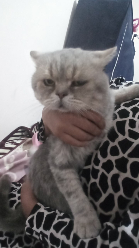 Qarshi shaxar paxtazor