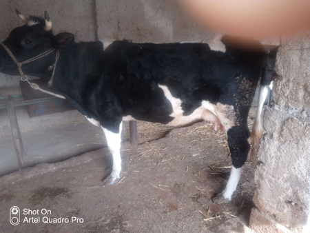 Ona bola sigri ola qora