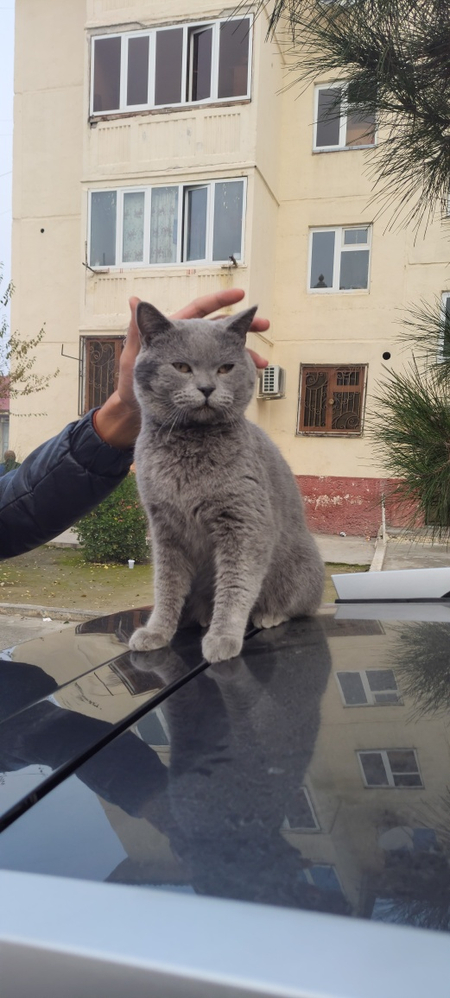 Mushuk Sotiladi Srochna