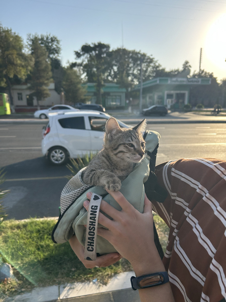 Отдам даром котенка