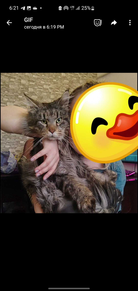 Мейнкун вязка кот серебро и кот полидакт