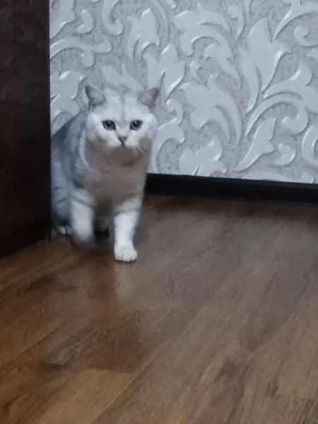 Кот породы Скотиш страйт приглашает на вязку