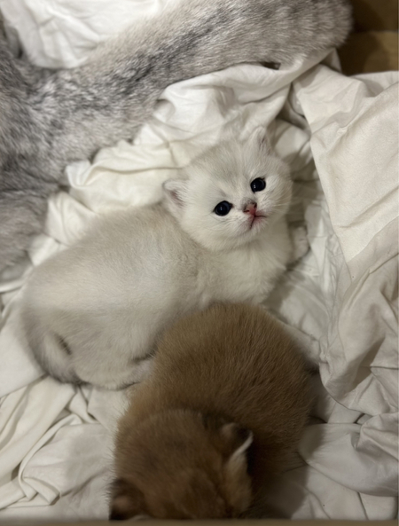 Продаются Котята