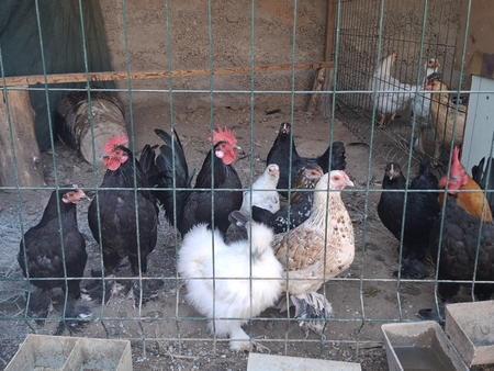 Tovuqla,kurka yiliga 2marta ochadi kurk tovuq