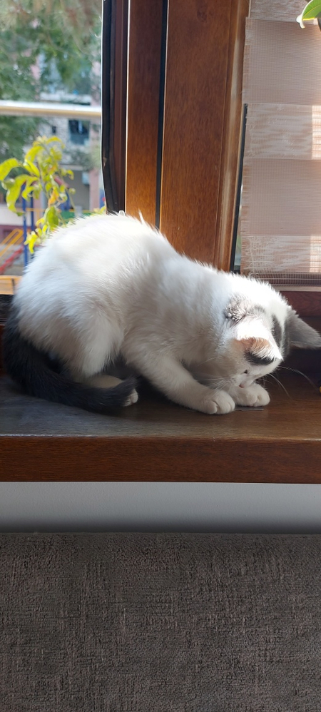 Котята в добрые руки 2.5 м-ца