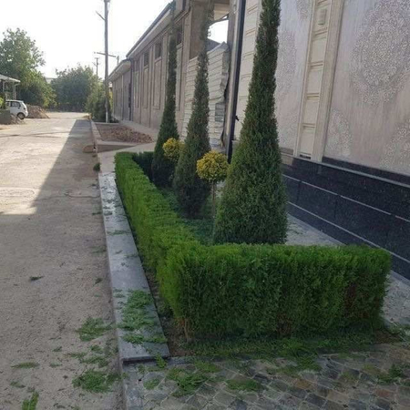 Арчалар. Зелёный забор учун арча кучатлари бор