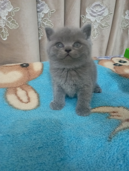 Продаются шикарные котята.
