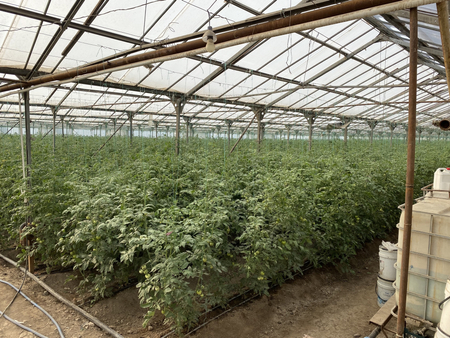 Продается Теплица 2,8га. Охангарон. Issiqxona sotiladi 2,8 gektar.