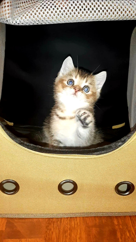 Скоттиш фолд мальчик