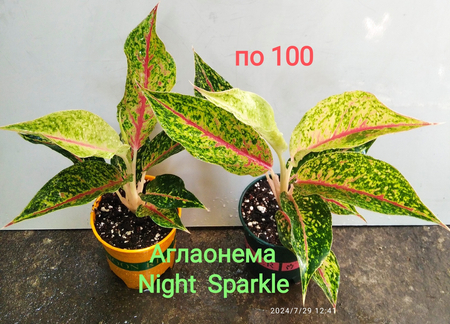 Комнатные цветы.