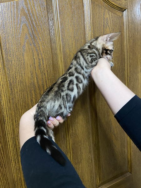 Бенгальские котята!