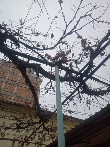 Òtin sotiladi juda kòp .