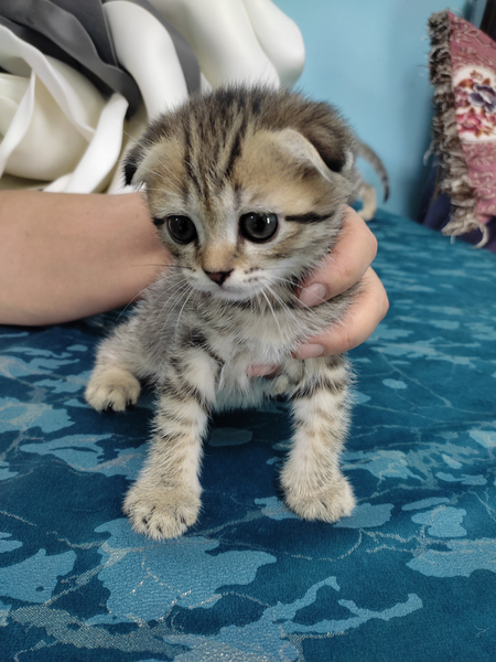 Котята шотландской породы