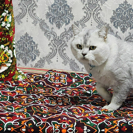 Vyazka ismi najim