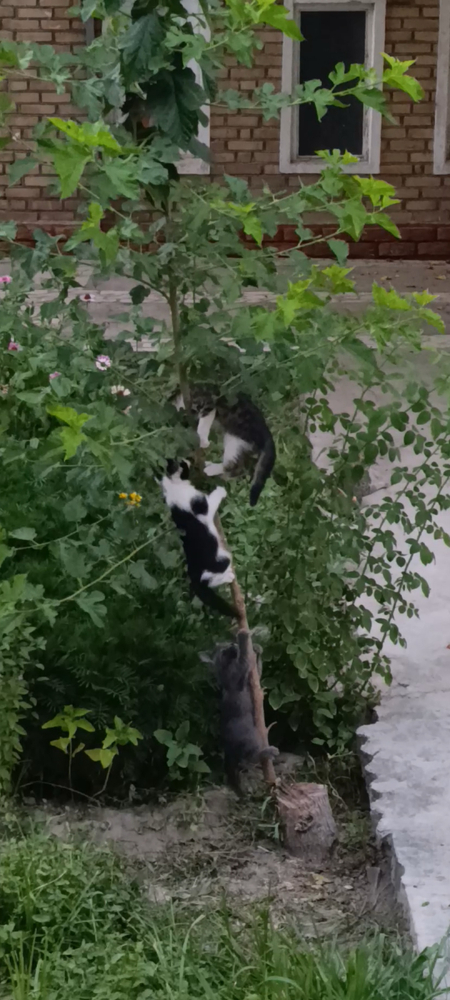 Mushuk bolalari ishonchli qòllarga beriladi.