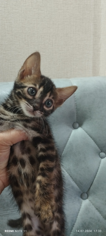 Бенгальский котёнок девочка