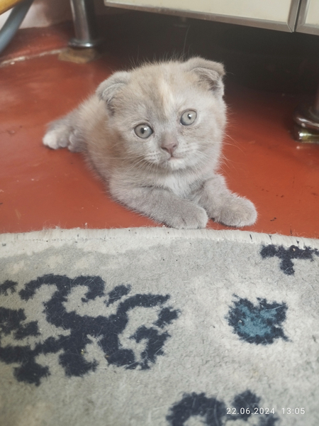 Котята Скоттиш фолды