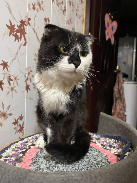 Котик вислоухий , 6 месяцев, к лотку приучен