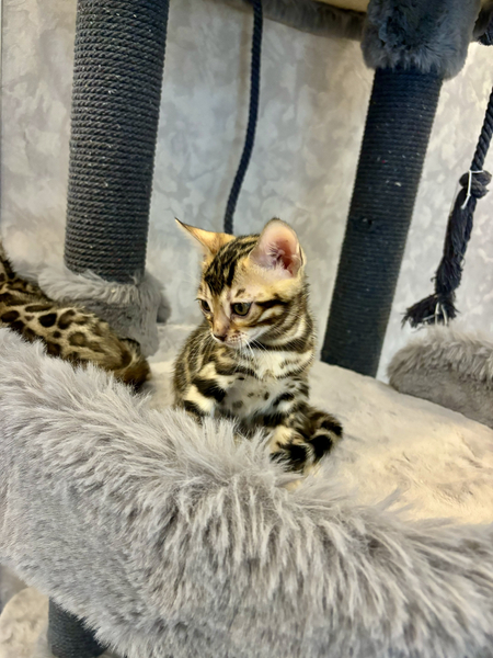 Бенгальский  котята