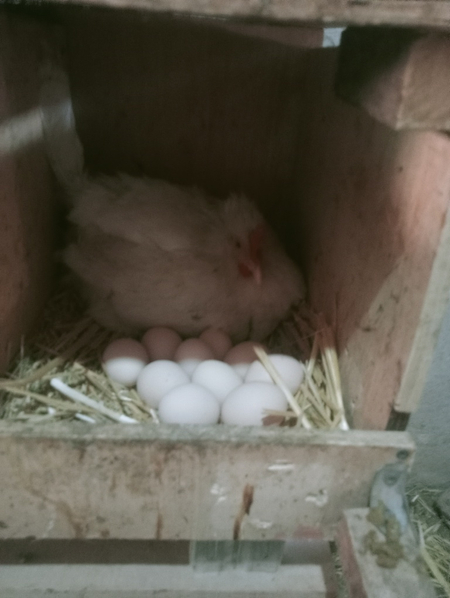 Домашние яйца экологически чистый продукт