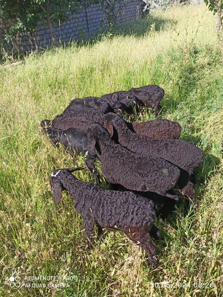 барашки кузилар 4 ойли