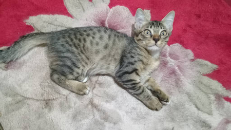 Котенок даром в добрые руки
