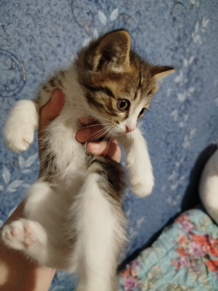 продаются котята в добрые руки.