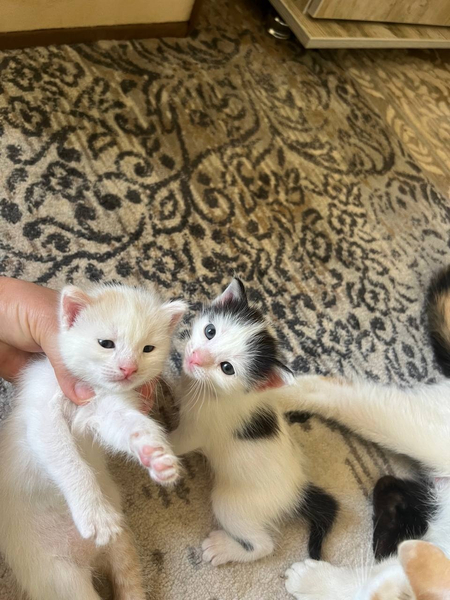 котята отдам даром кошки