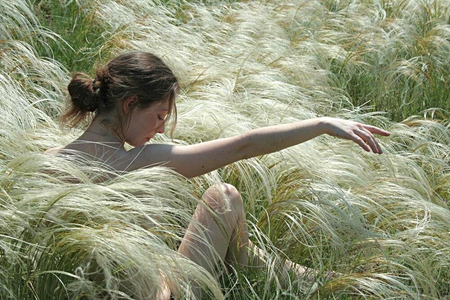 Ковыль красивейший (Stipa pulcherrima)