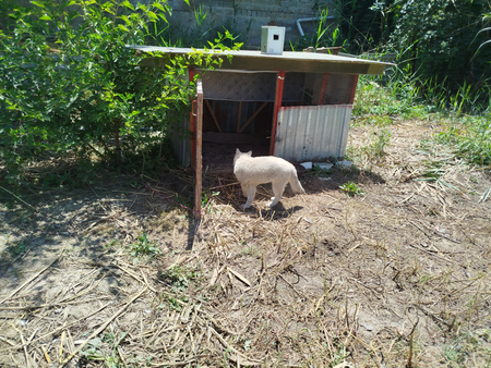 Хасико с паспортом