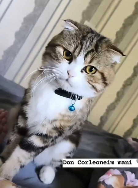 Скотиш фолд британец кот\\nНе кастрирован полтора годика \\nЕсть сухой кор