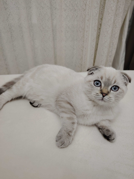 Кот Scottish fold chinchilla