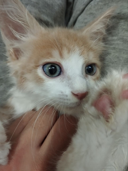 СРОЧНО!!! Отдаю котят